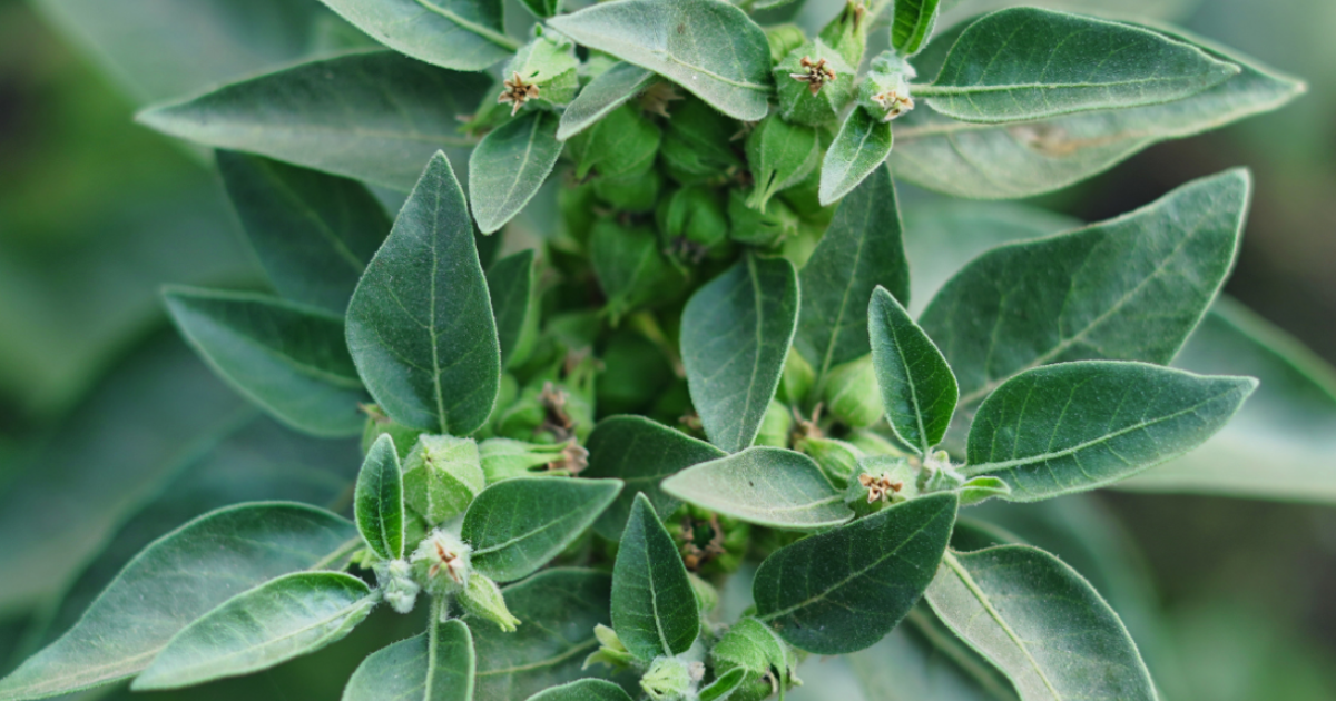 Adaptogenic Properties in Ayurvedic Medicine | UCSF Osher Center for ...